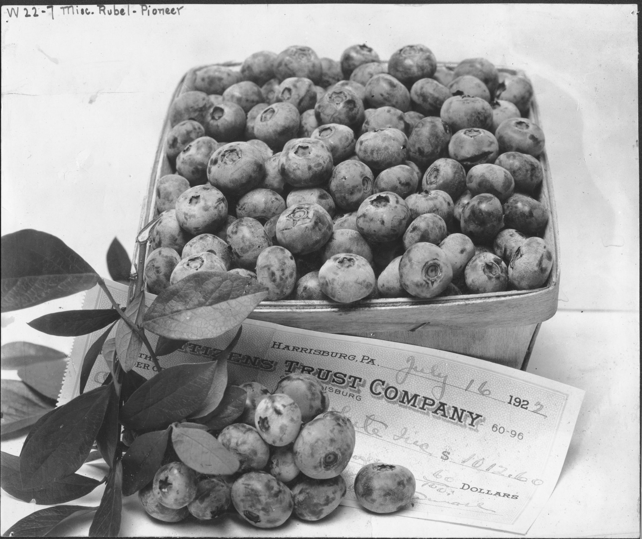 History of Blueberries - Blueberry.org