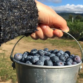 Where Blueberries Grow - Blueberry.org