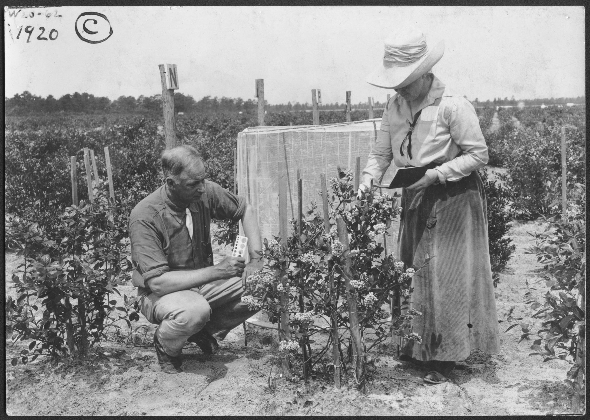 History of Blueberries - Blueberry.org
