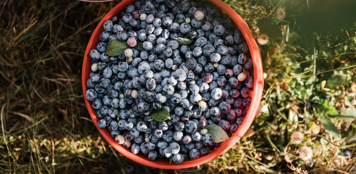 Celebrating National Blueberry Month - Blueberry.org